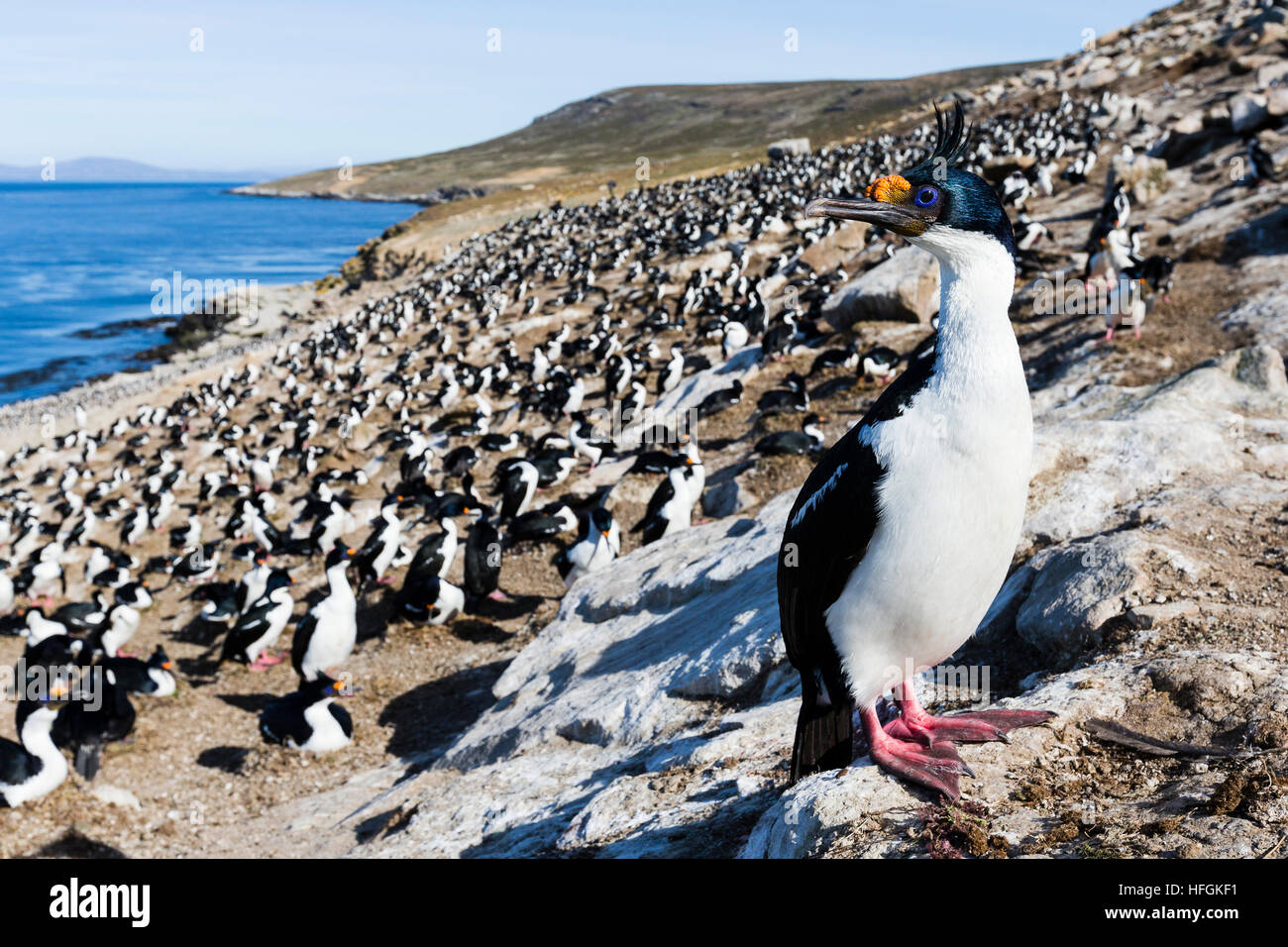 Imperial Shag colony on Carcass Island in the Falklands Stock Photo - Alamy