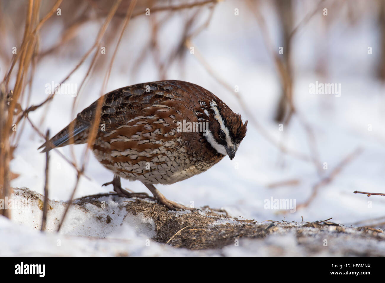 Male Bobwhite Quail Stock Photo - Alamy