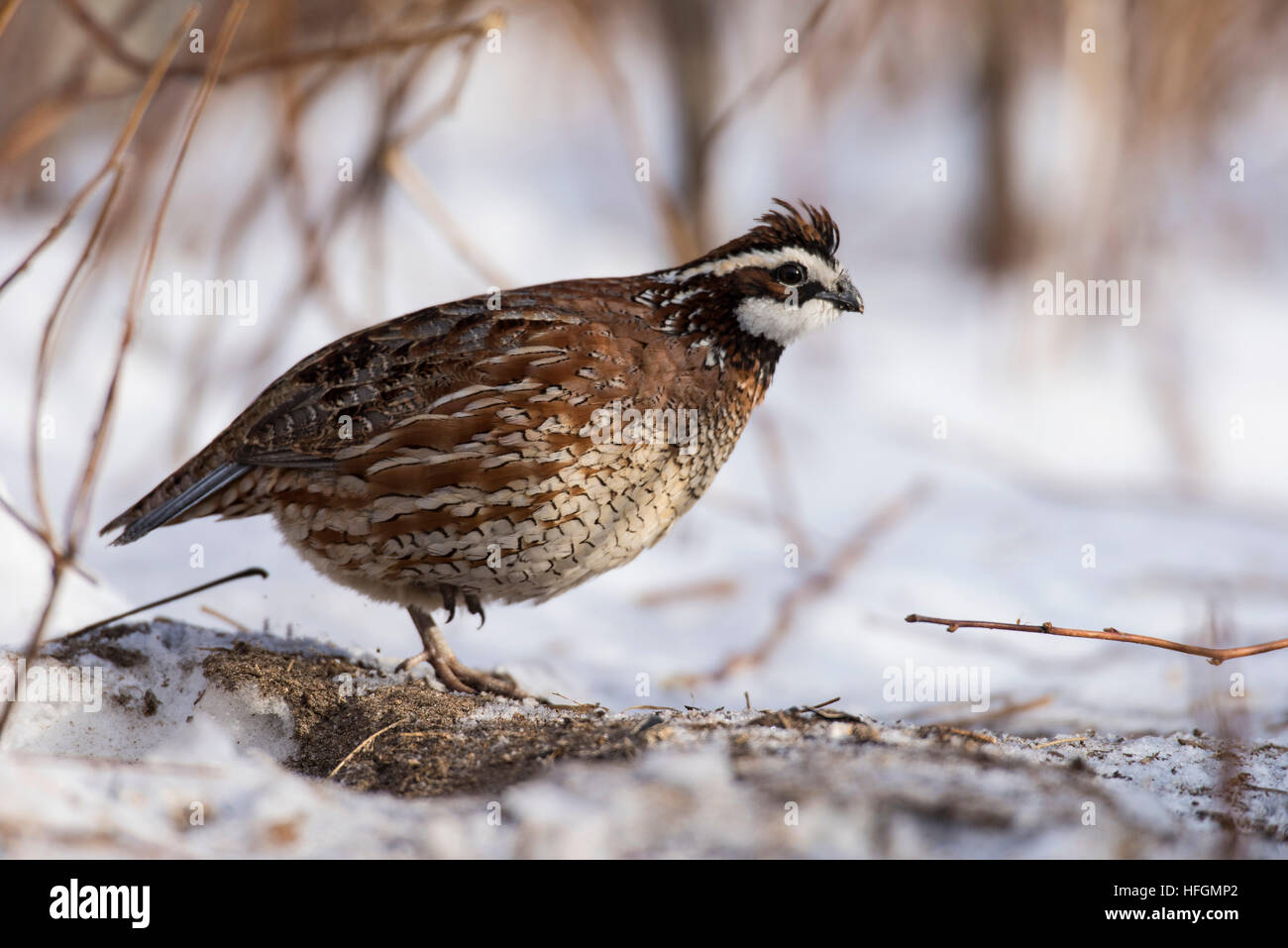 Male Bobwhite Quail Stock Photo - Alamy