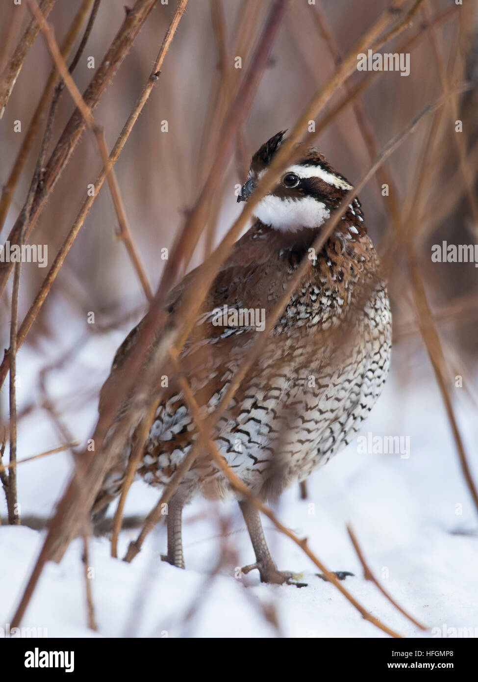 Male Bobwhite Quail Stock Photo - Alamy