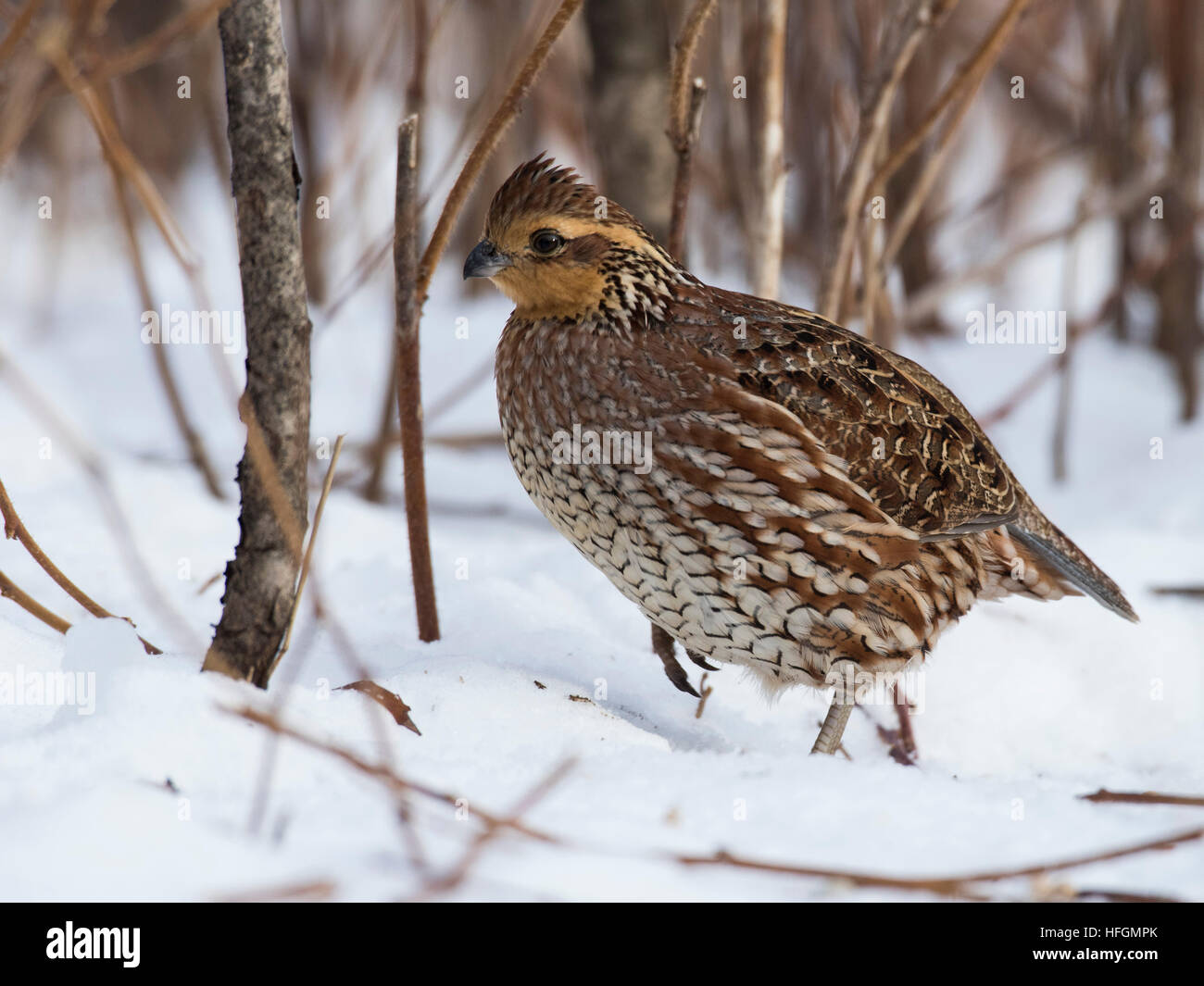 Female bobwhite quail hi-res stock photography and images - Alamy