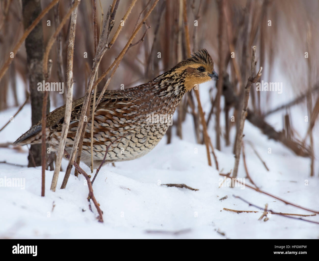 Female Bobwhite Quail Stock Photo - Alamy