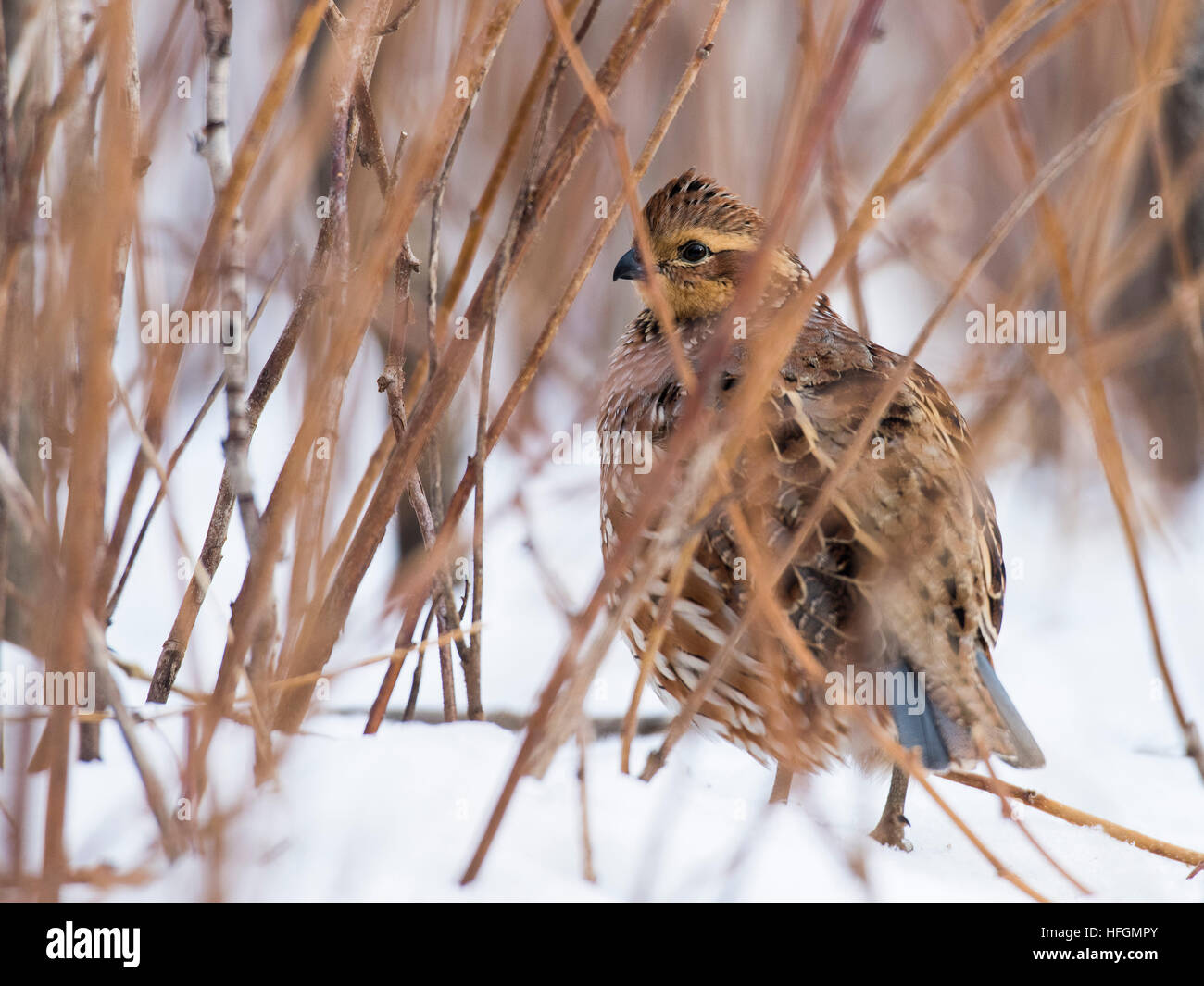 Female Bobwhite Quail Stock Photo - Alamy