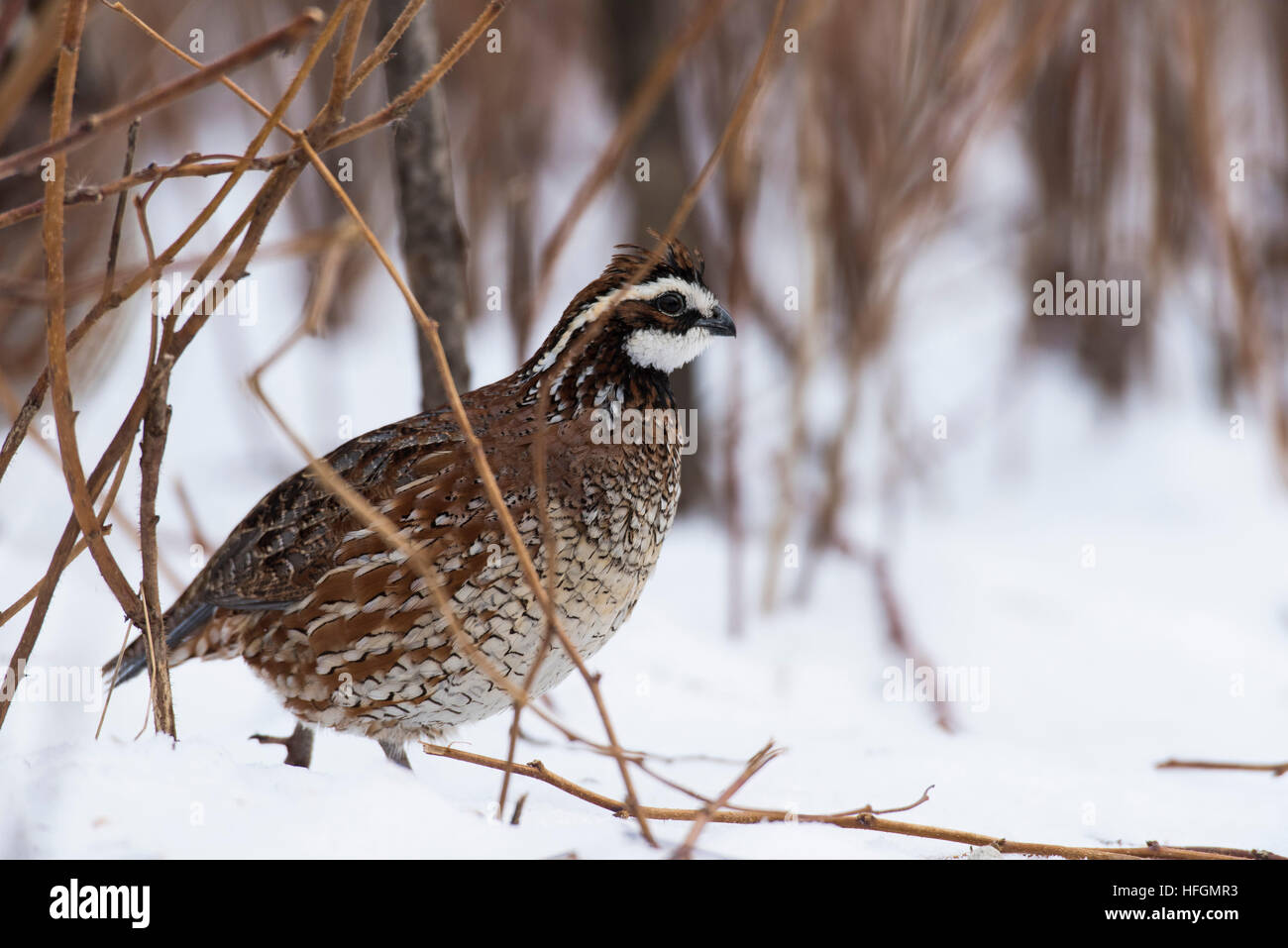 Male Bobwhite Quail Stock Photo - Alamy