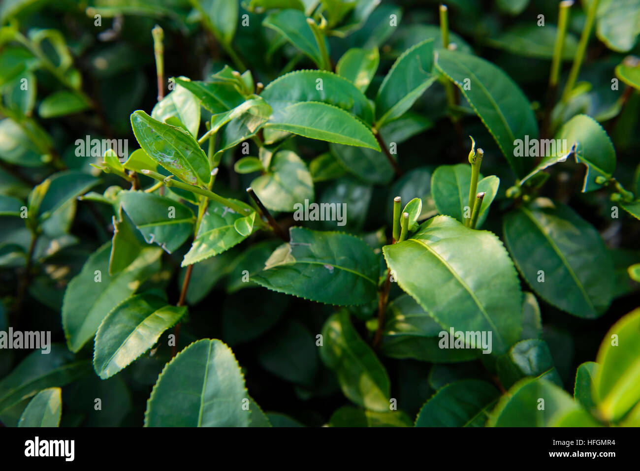 Fresh green tea leaves Stock Photo - Alamy