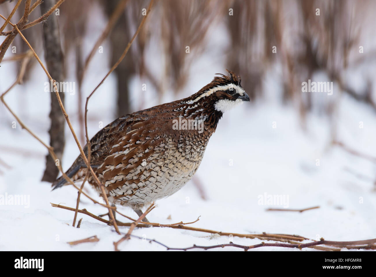 Male Bobwhite Quail Stock Photo - Alamy
