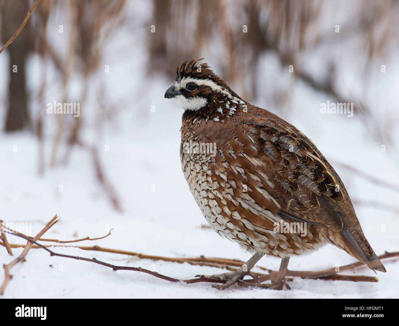 Male Bobwhite Quail Stock Photo - Alamy