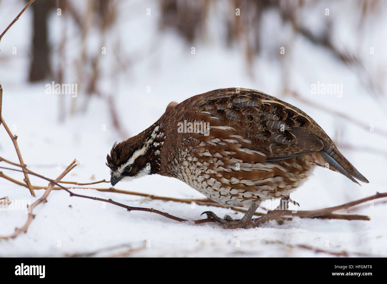 Male Bobwhite Quail Stock Photo - Alamy