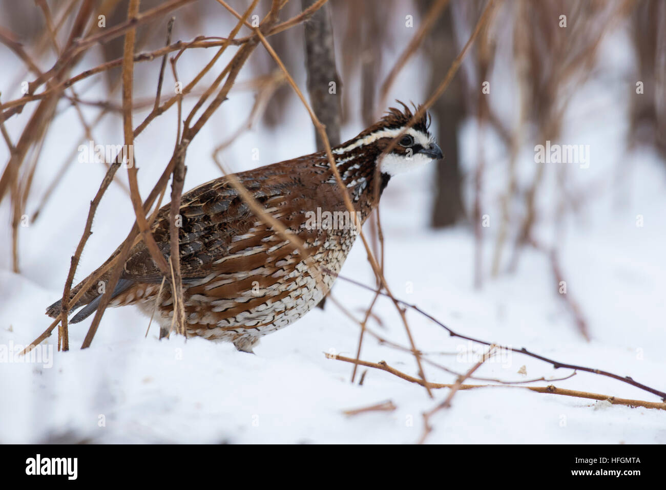 Male Bobwhite Quail Stock Photo - Alamy