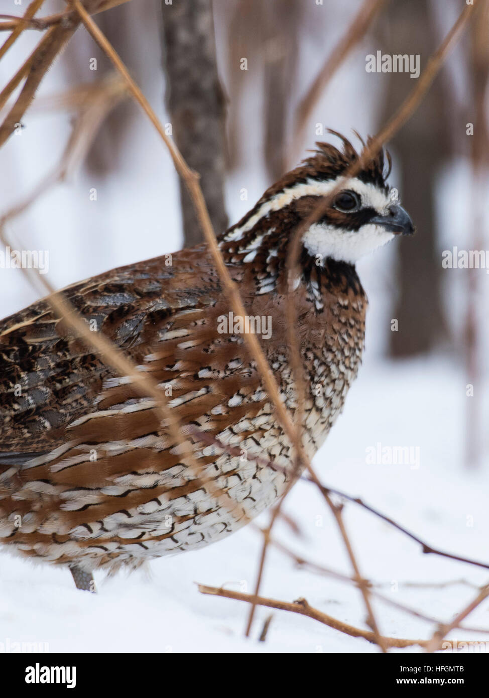 Male Bobwhite Quail Stock Photo - Alamy