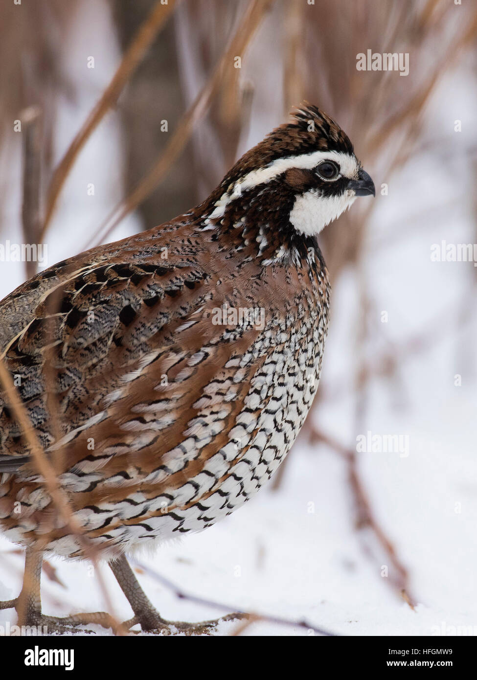 Male Bobwhite Quail Stock Photo - Alamy