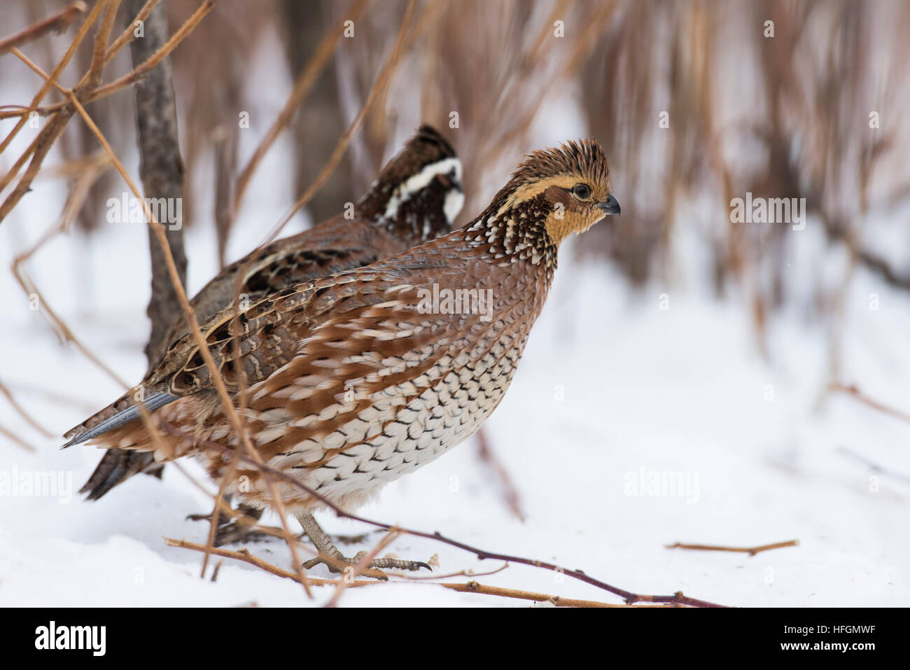 Male Bobwhite Quail Stock Photo - Alamy