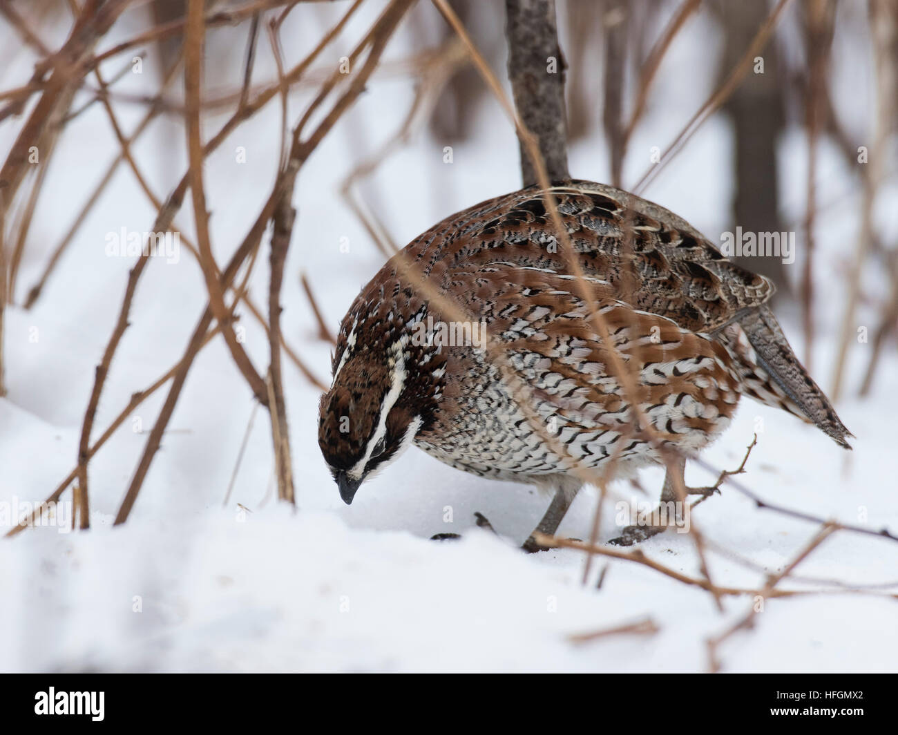 Male Bobwhite Quail Stock Photo - Alamy