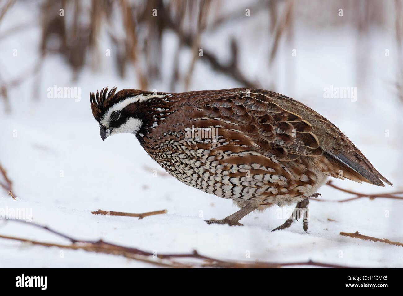 Male Bobwhite Quail Stock Photo - Alamy