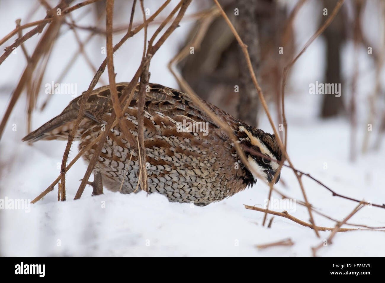 Male Bobwhite Quail Stock Photo - Alamy