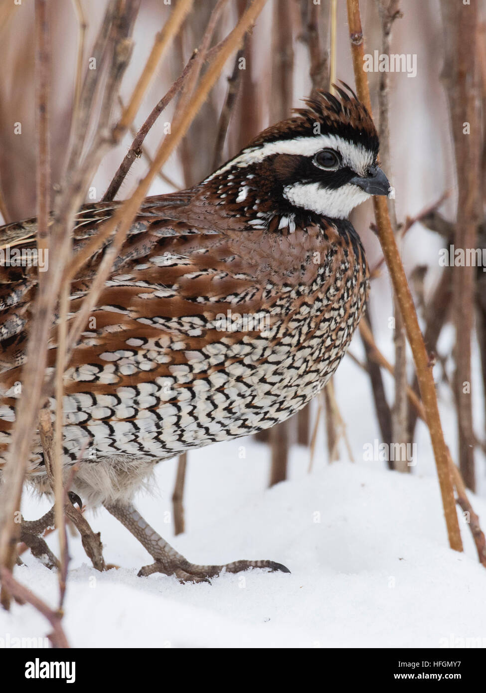 Male Bobwhite Quail Stock Photo - Alamy