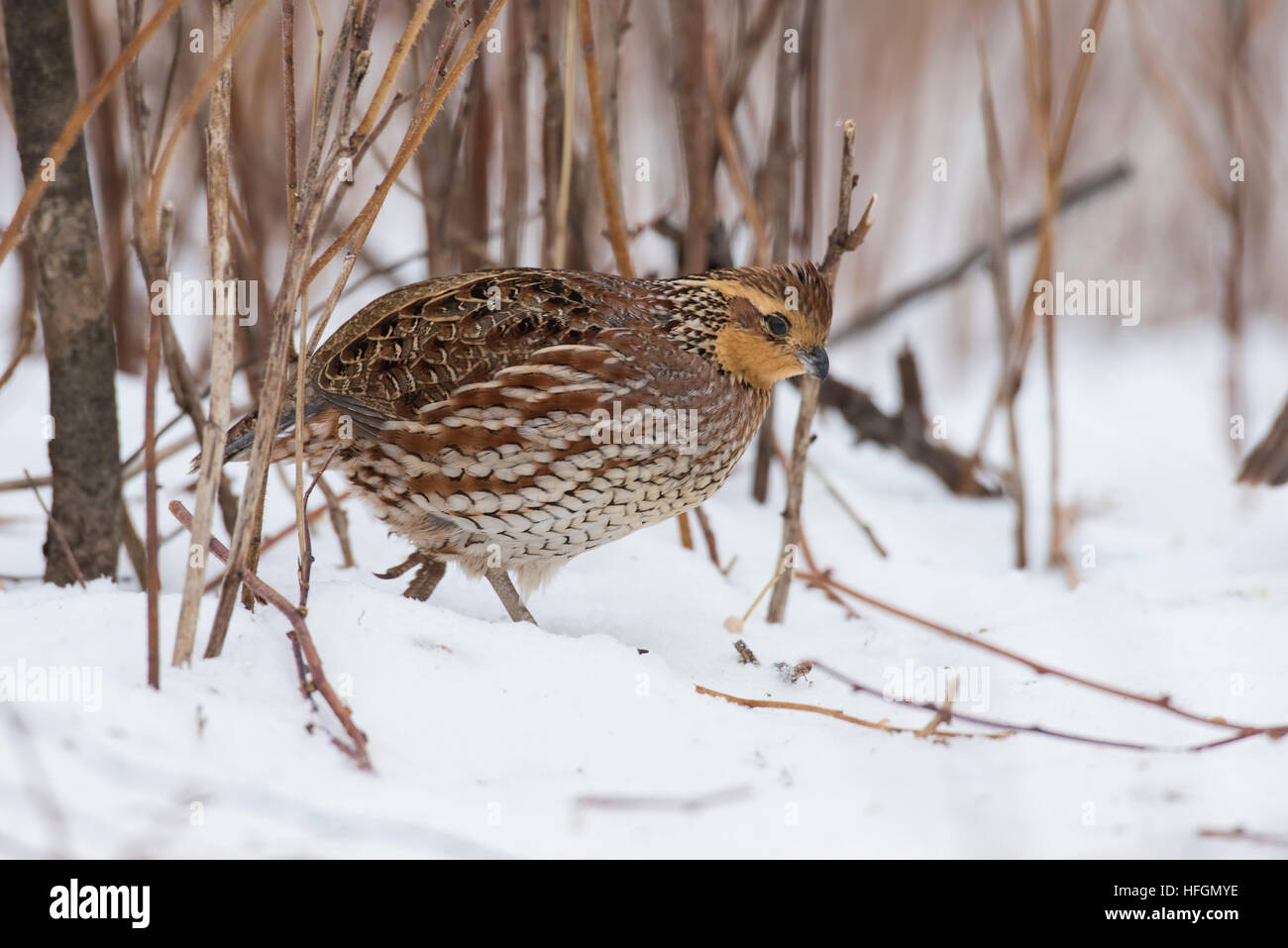 Female Bobwhite Quail Stock Photo - Alamy