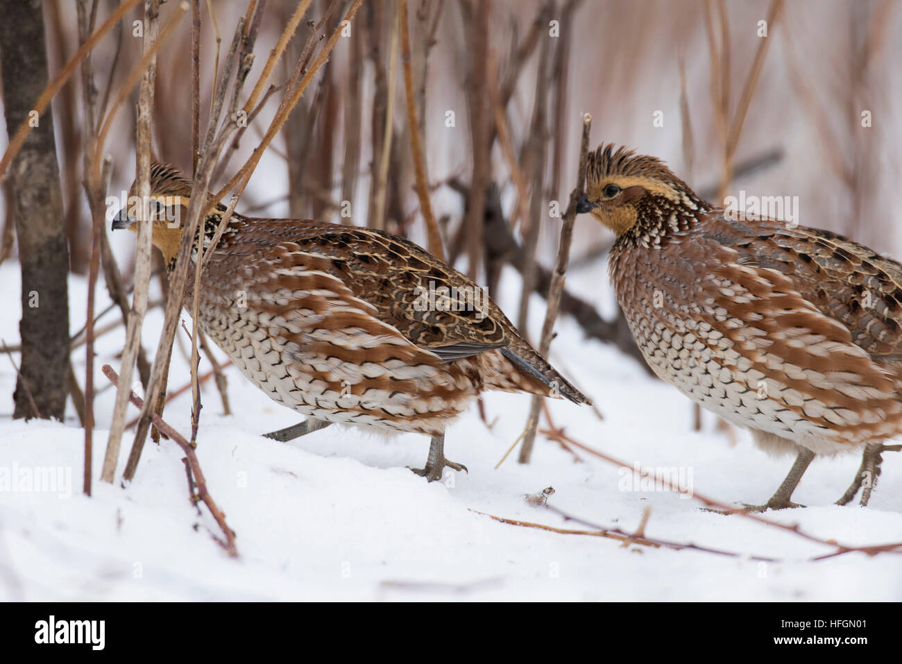 Female bobwhite quail hi-res stock photography and images - Alamy