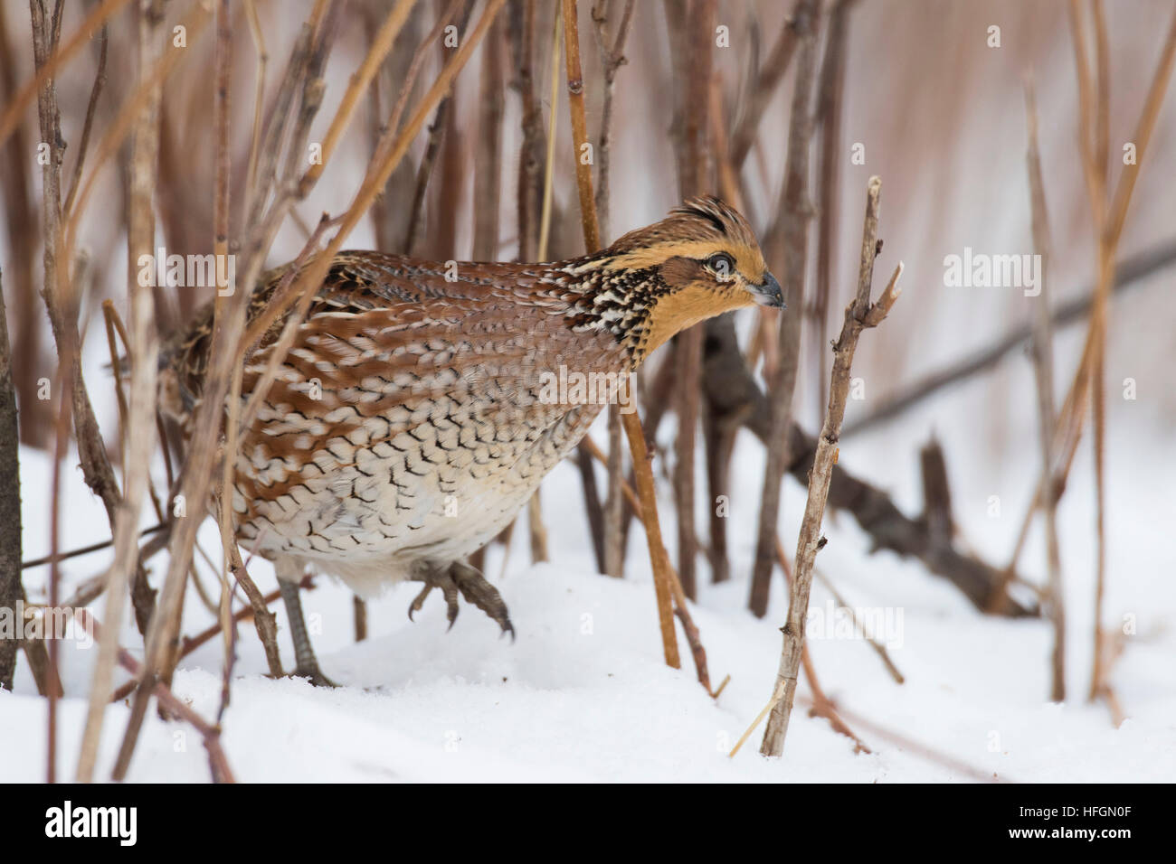 Female bobwhite quail hi-res stock photography and images - Alamy