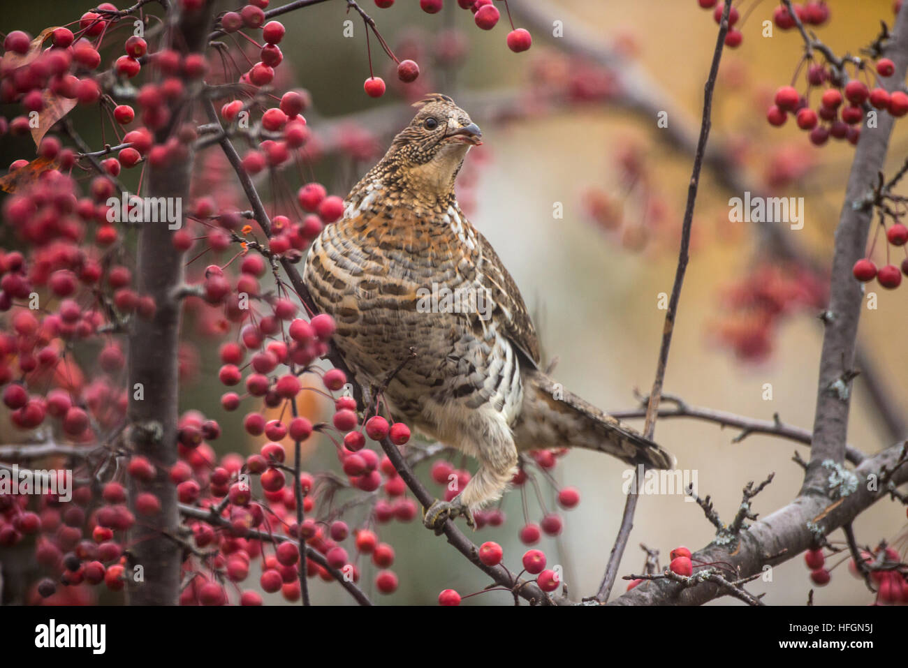Fall Ruffed Grouse Stock Photo - Alamy