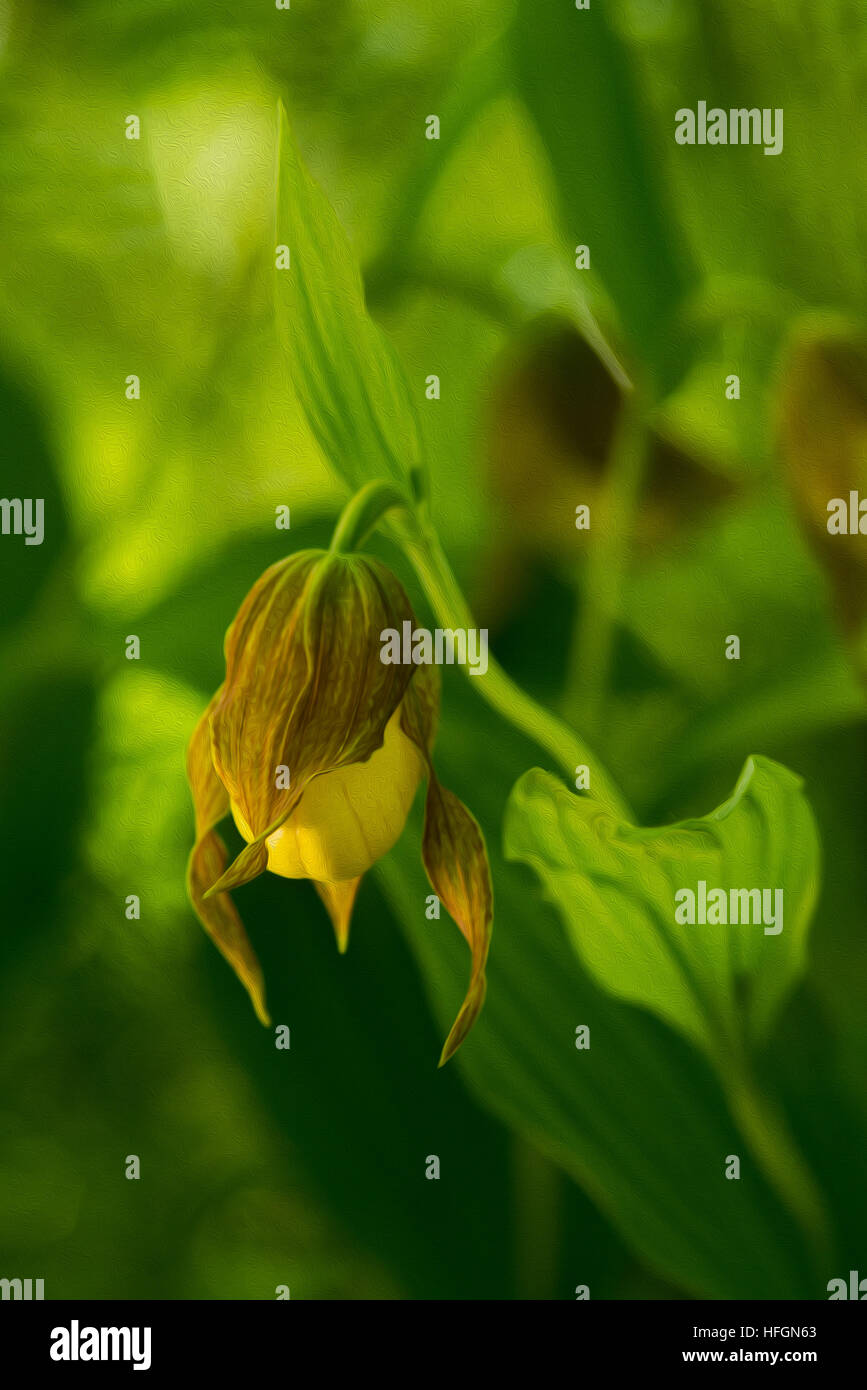 Yellow moccasin flower hi-res stock photography and images - Alamy