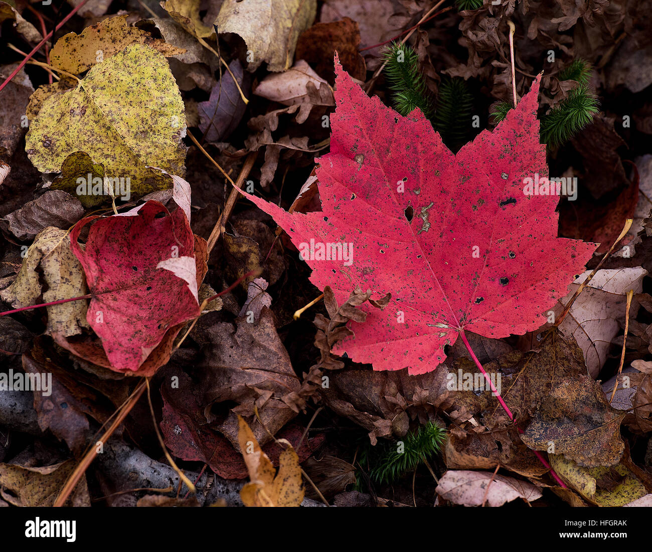 Decaying falls leaves on the forest floor Stock Photo - Alamy