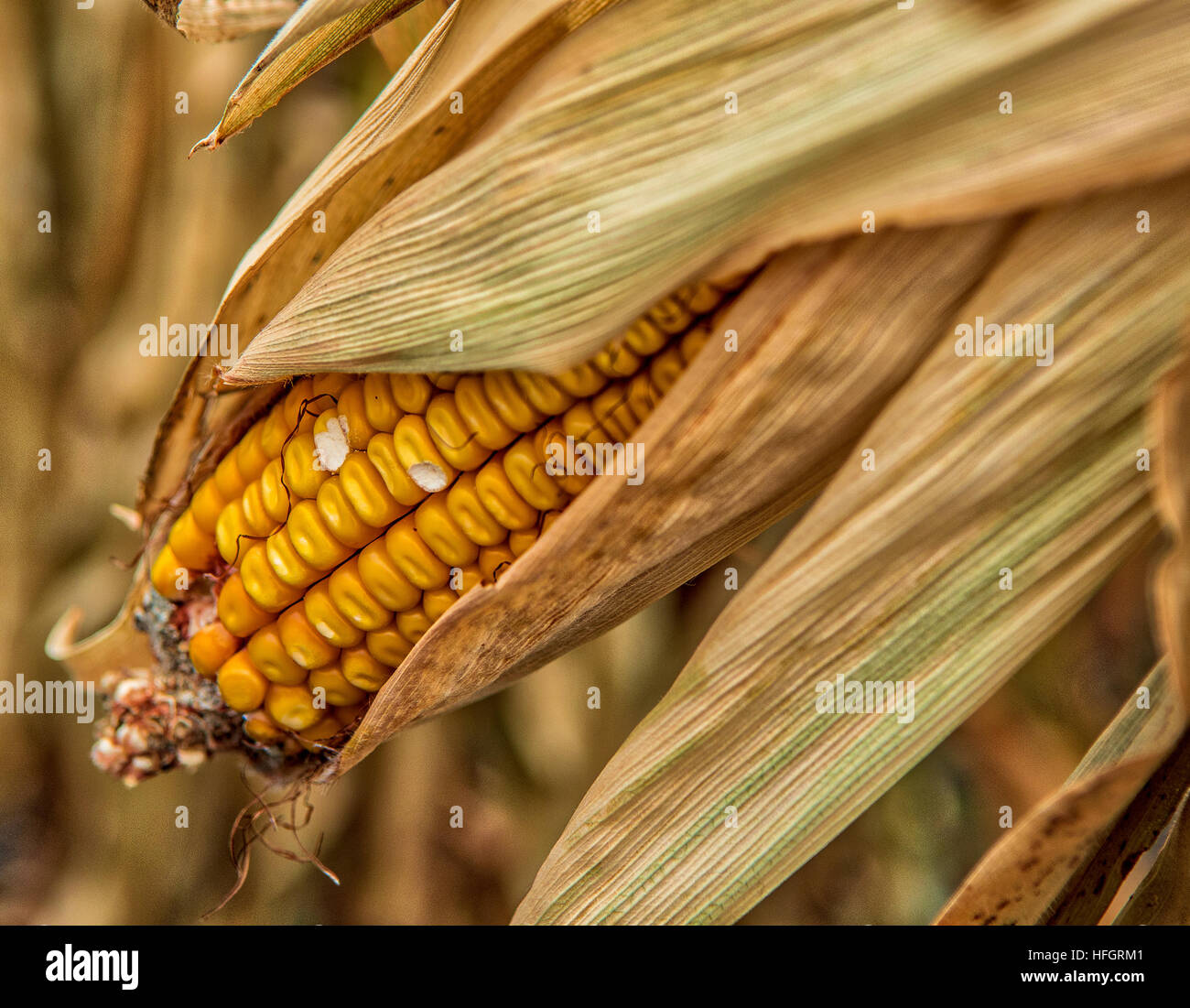 Corn in the fall Stock Photo - Alamy
