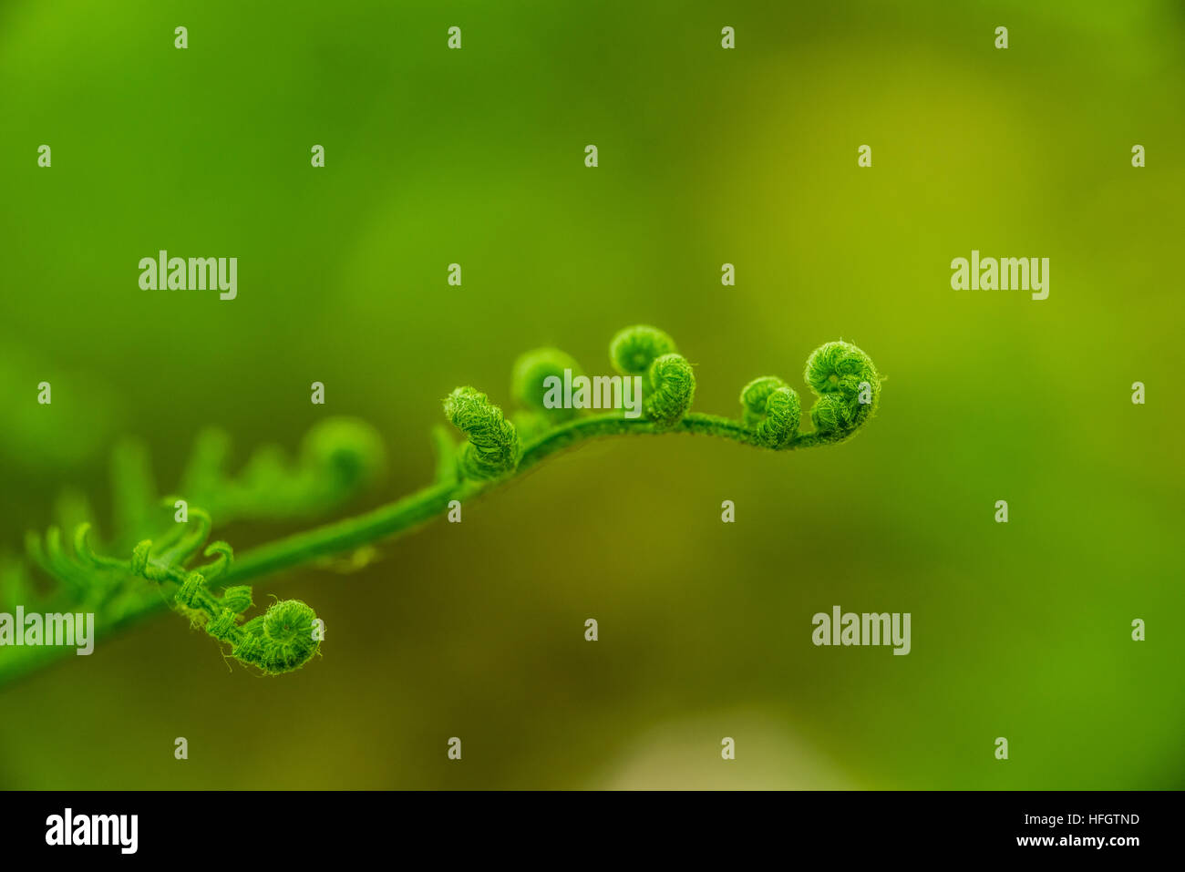 Fern unfurling in the spring time Stock Photo - Alamy