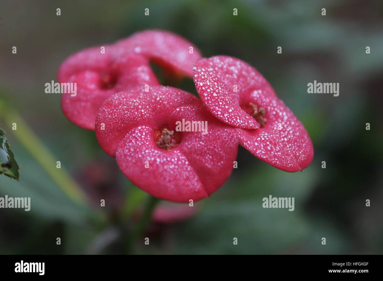 Red peace dove hi-res stock photography and images - Alamy