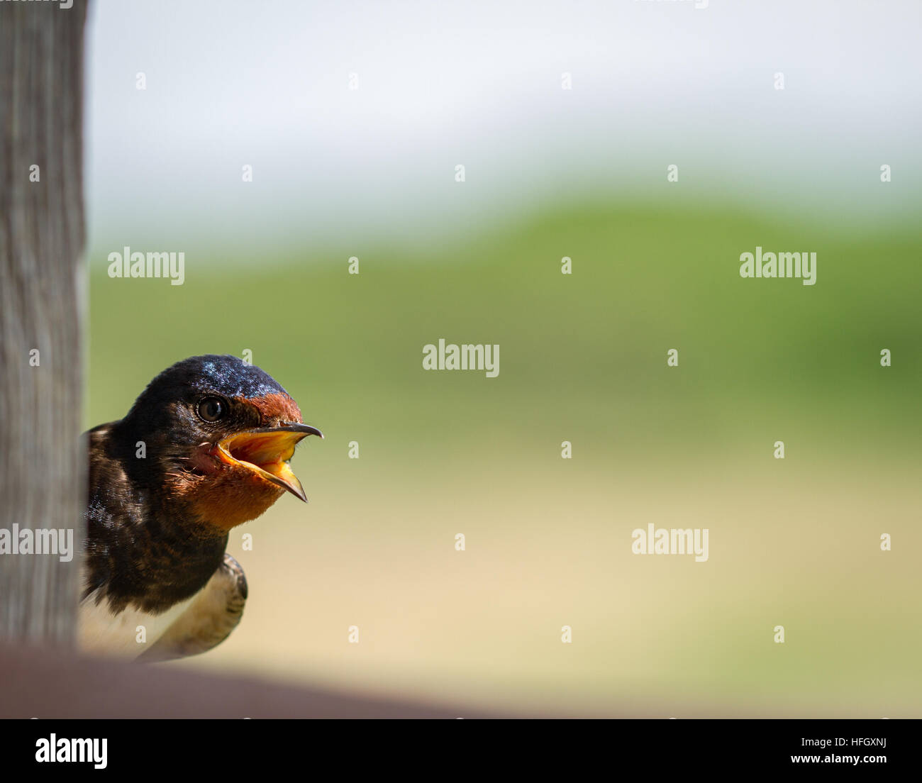 Portrait of swallow sitting outside a window in a bird watching tower ...