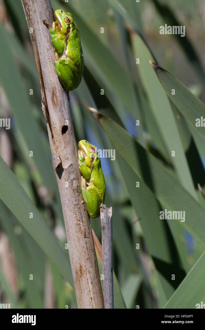 European green tree frog (Hyla arborea Stock Photo - Alamy