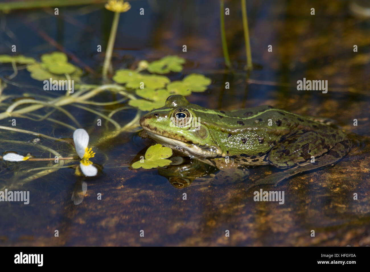 Edible frog sitting in water hi-res stock photography and images - Alamy