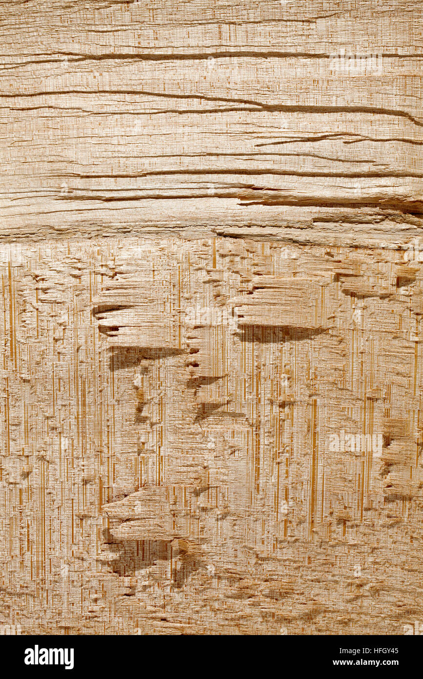 The texture of the split wood. Hornbeam Stock Photo - Alamy