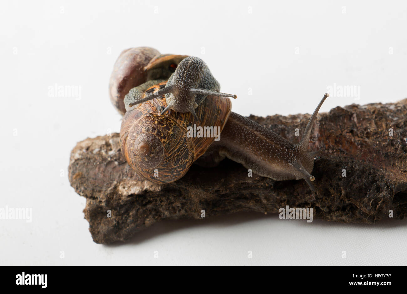 Two snails creeping Stock Photo - Alamy