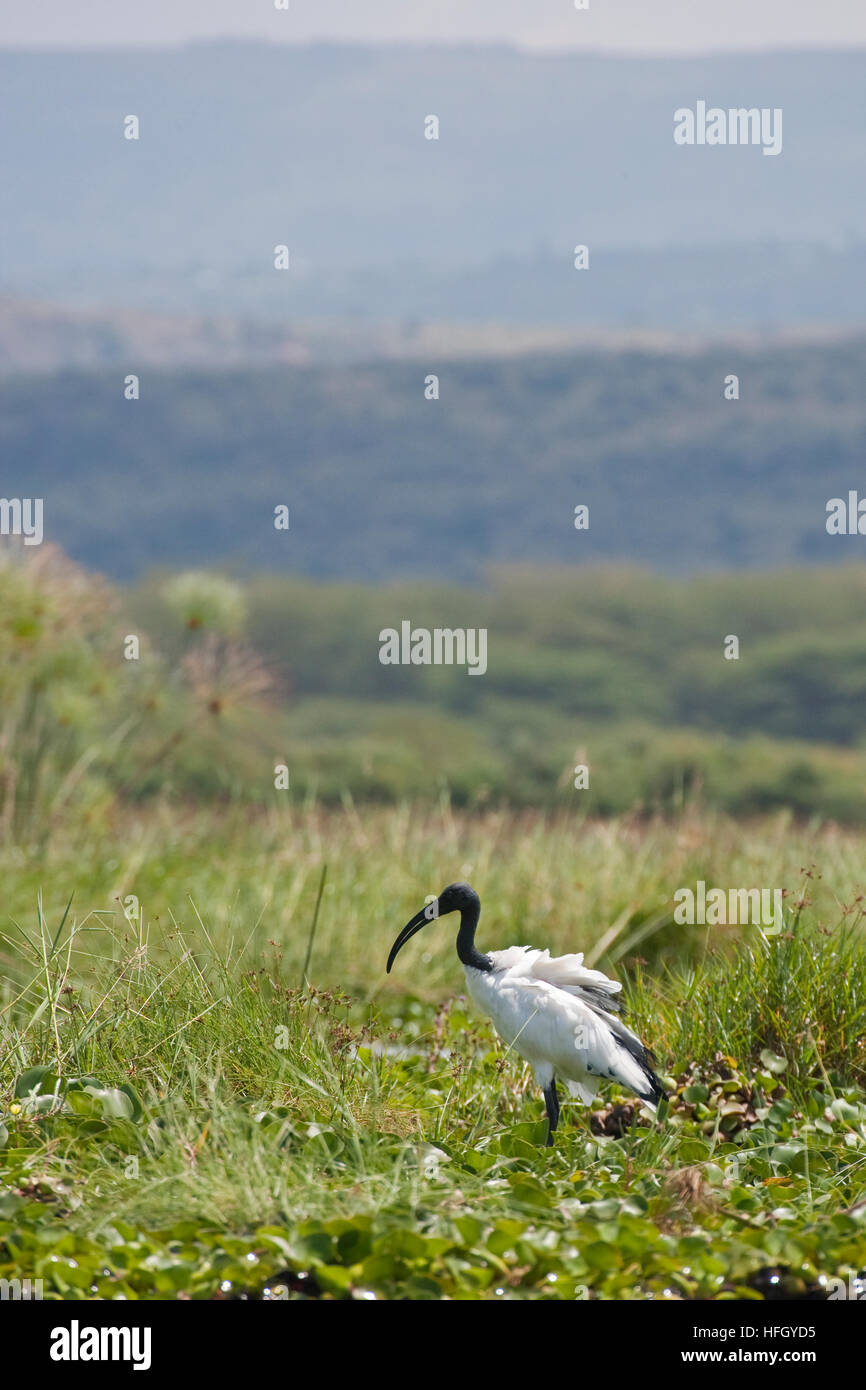 African Sacred Ibis in Kenya Stock Photo - Alamy