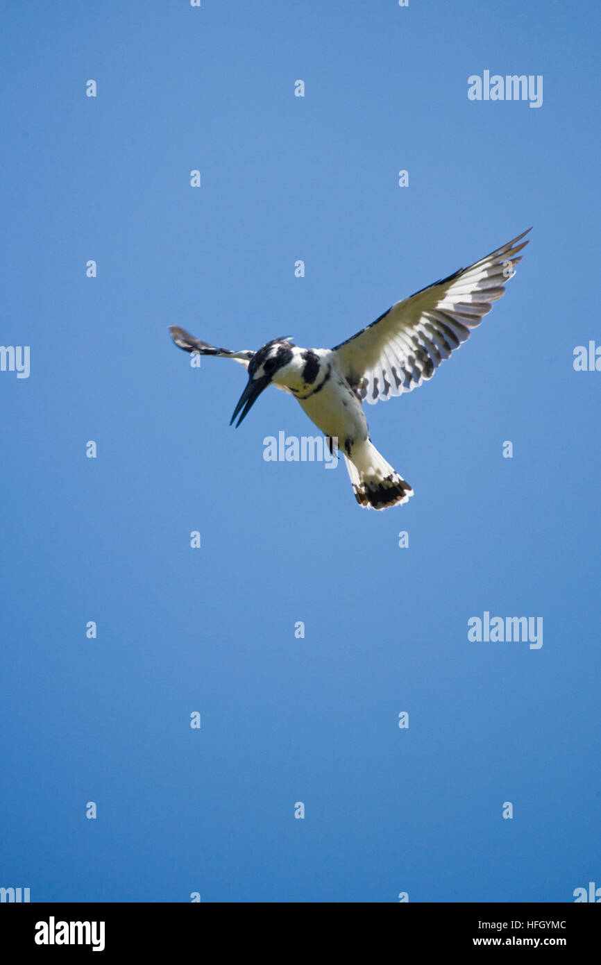 Hunting hovering behaviour hi-res stock photography and images - Alamy