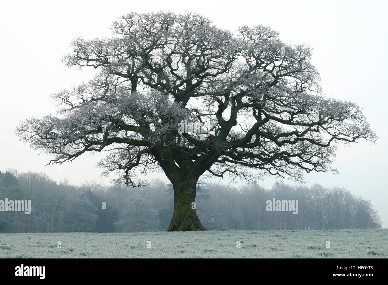 winter oak tree in a field Stock Photo - Alamy