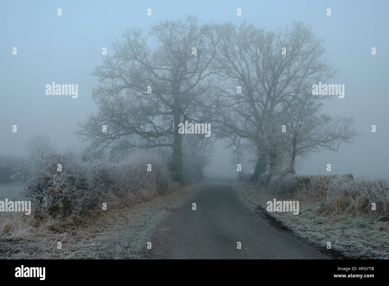 country lane on a foggy winter morning Stock Photo - Alamy