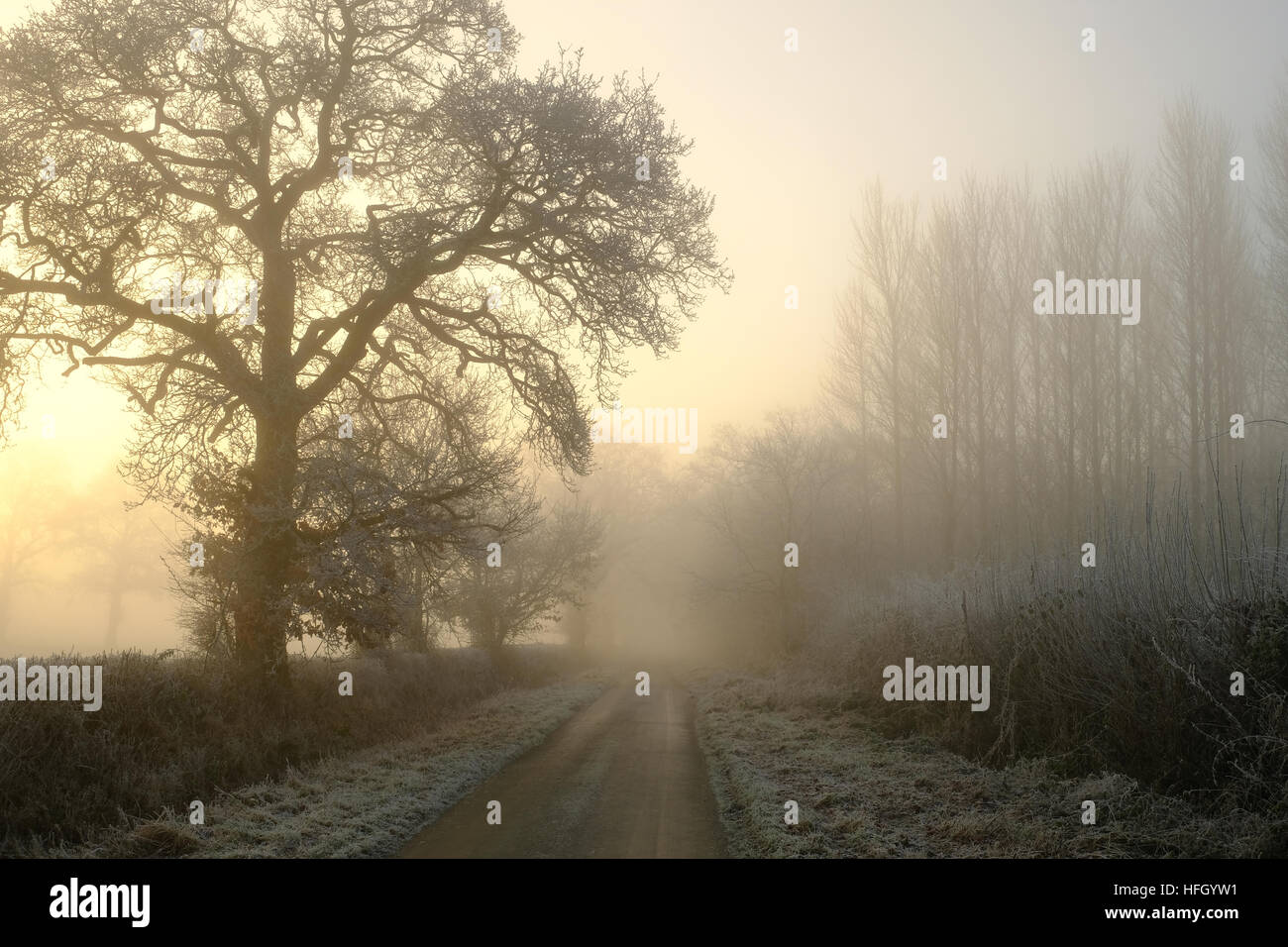 country lane on a foggy winter morning Stock Photo - Alamy