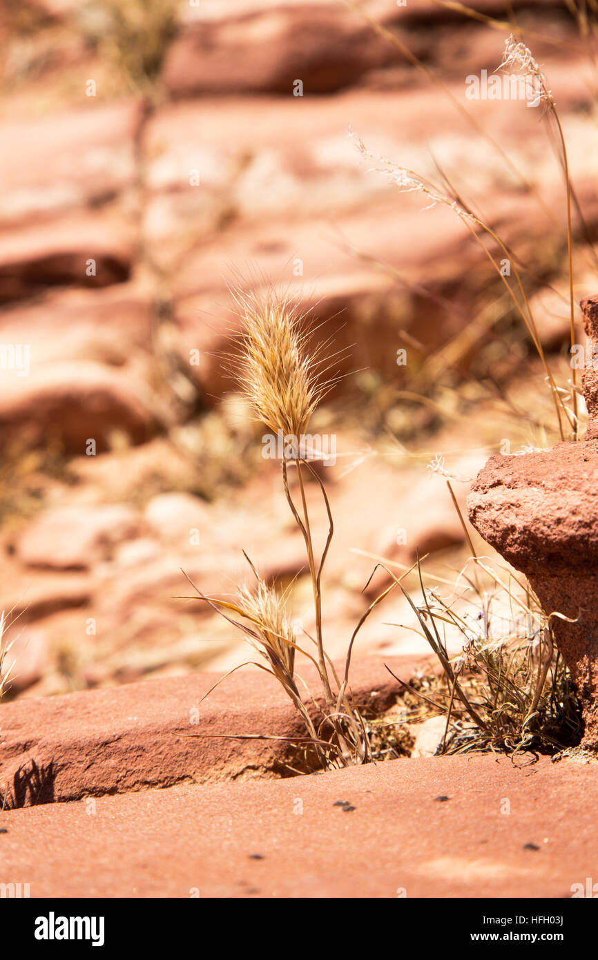 Grass canyon hi-res stock photography and images - Alamy
