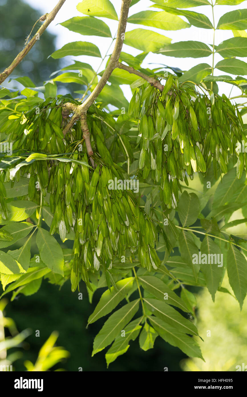 Gemeine esche (fraxinus excelsior) hi-res stock photography and images ...