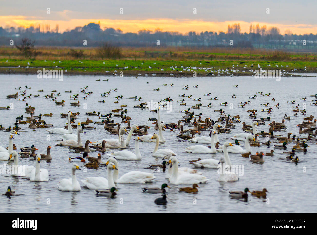 Protected from predation hi-res stock photography and images - Alamy