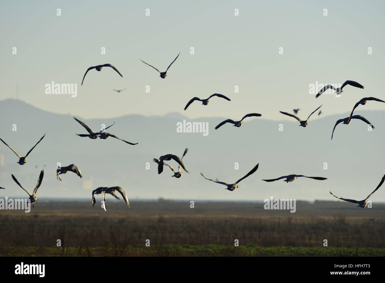 Bijie. 1st Jan, 2017. A flock of birds fly over Caohai national nature ...