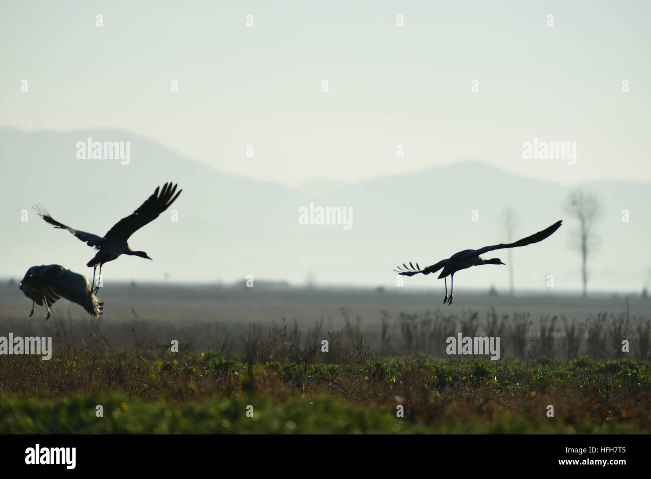 Bijie. 1st Jan, 2017. Black-necked cranes are seen at Caohai national ...