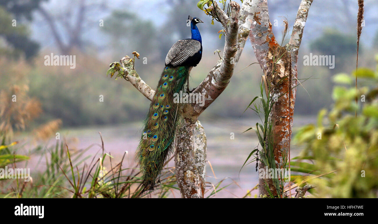 Peacock in branches hi-res stock photography and images - Alamy