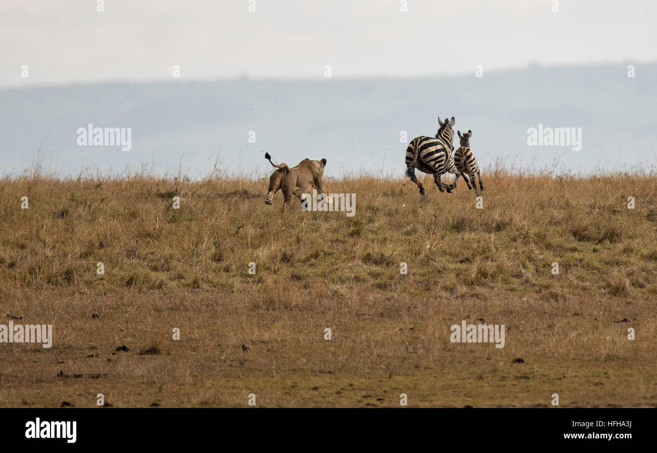 Nairobi. 31st Dec, 2016. A lioness hunts zebras at Maasai Mara National ...