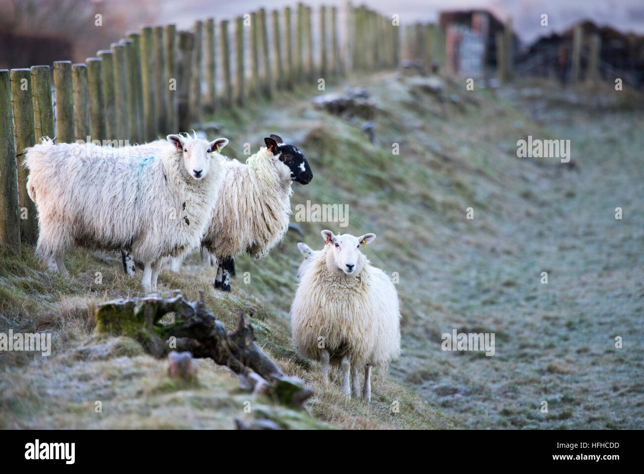 A flock of sheep brave the elements as temperatures fell below -2C in ...