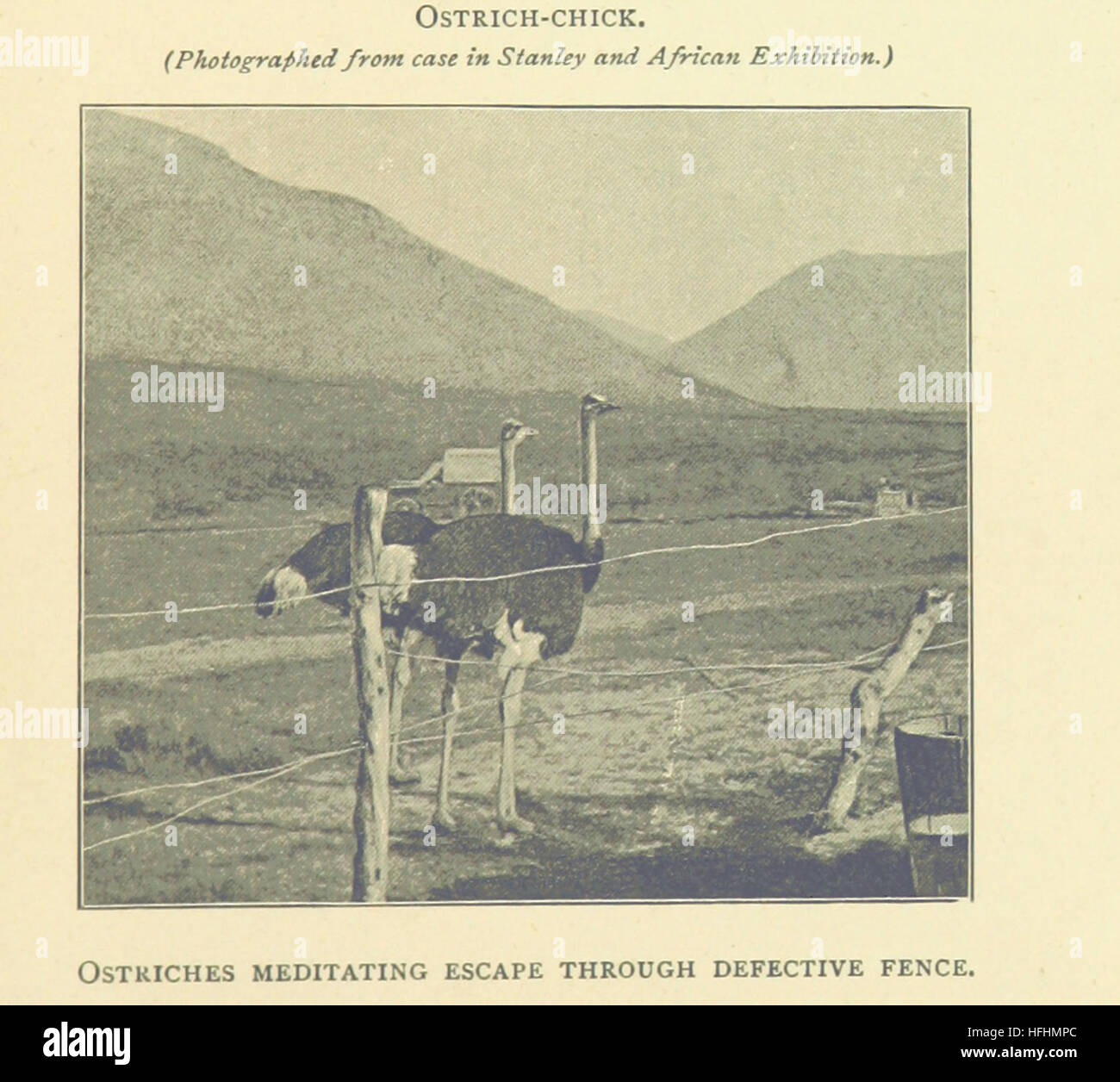 This book depicts daily life on an ostrich farm, including the care of ...