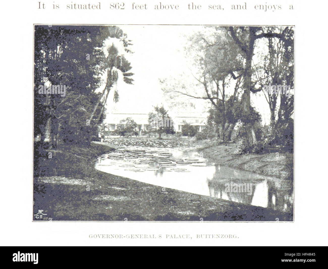 Cannibal tree hi-res stock photography and images - Alamy