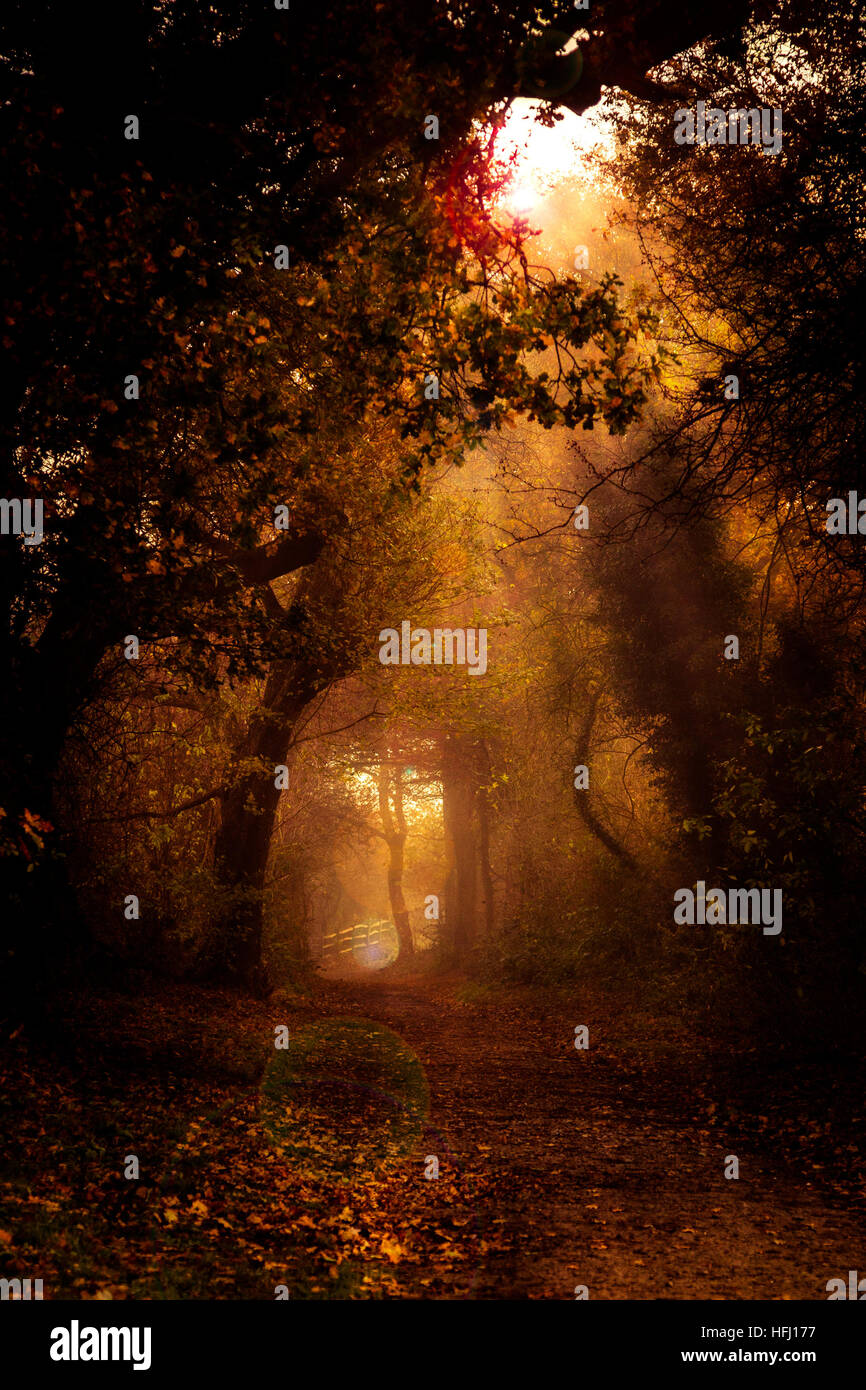 The fog in the Kent countryside around Cobham in Kent shows beautiful ...